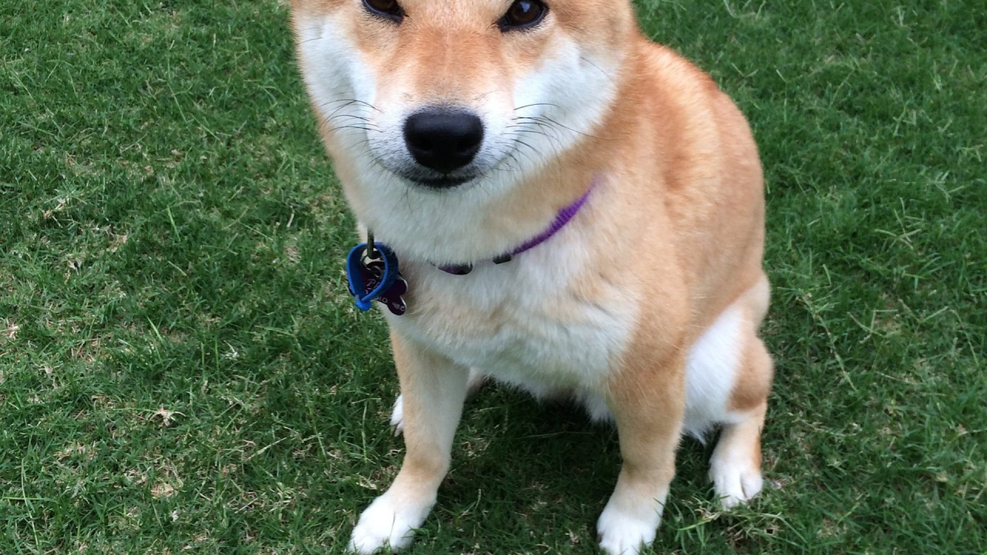 Pour tout savoir sur la race de chien Shiba Inu - Fuveau